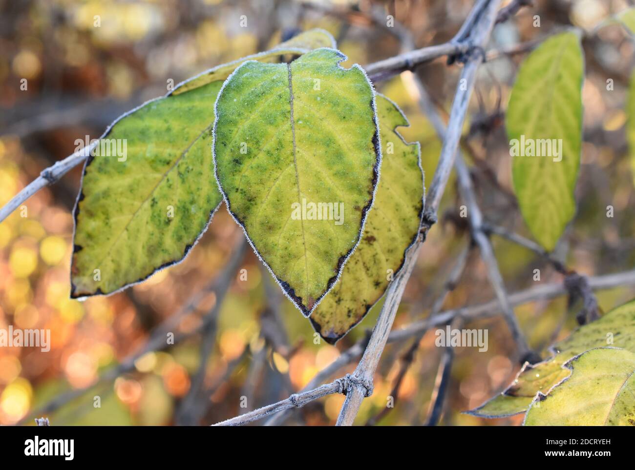 Hanging on tree hi-res stock photography and images - Alamy