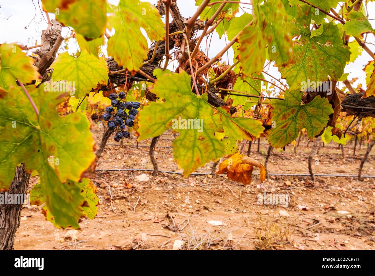 Dry wine grape clusters after harvest against a background of autumn ...