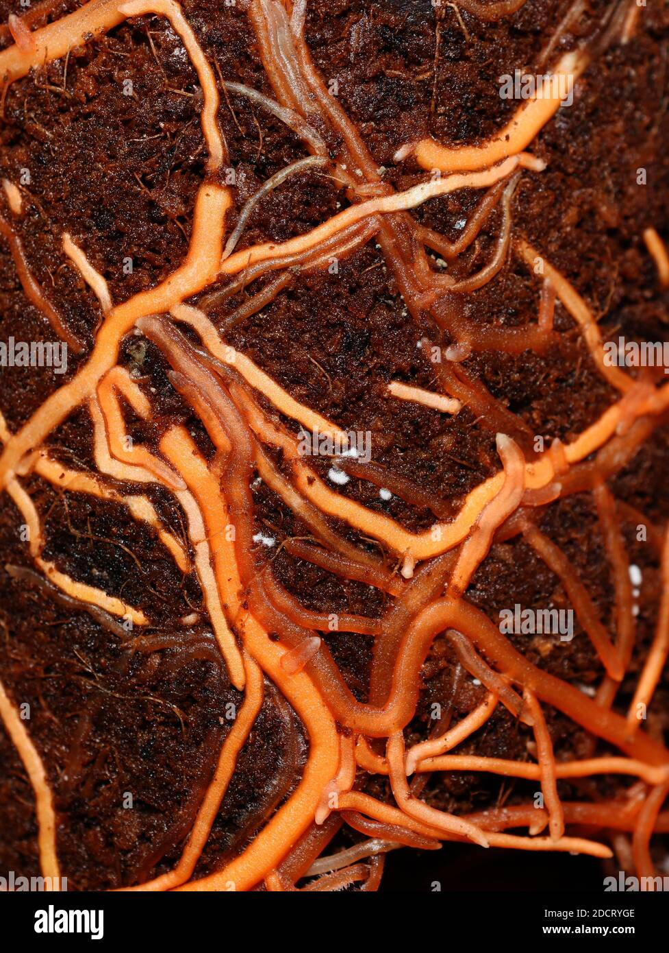 Fibrous root system hi-res stock photography and images - Alamy