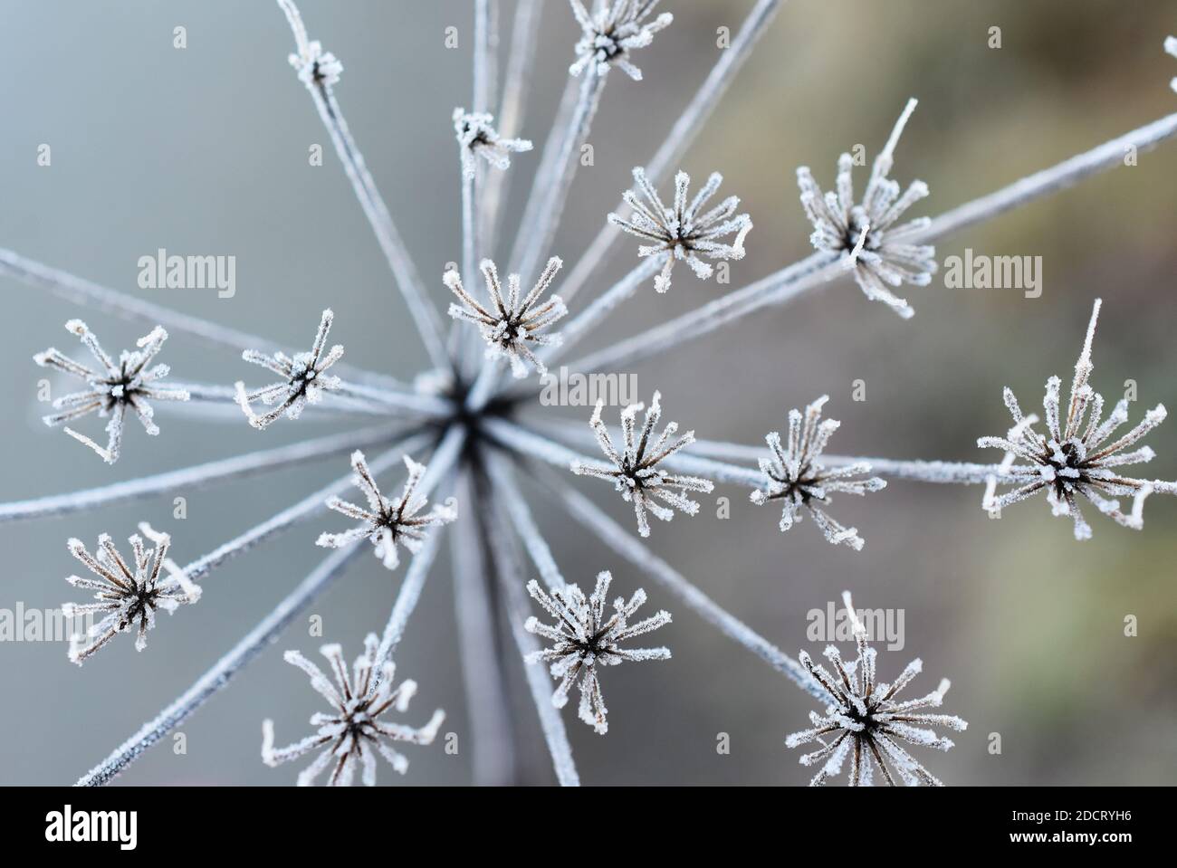 Umbelliferous hi-res stock photography and images - Alamy