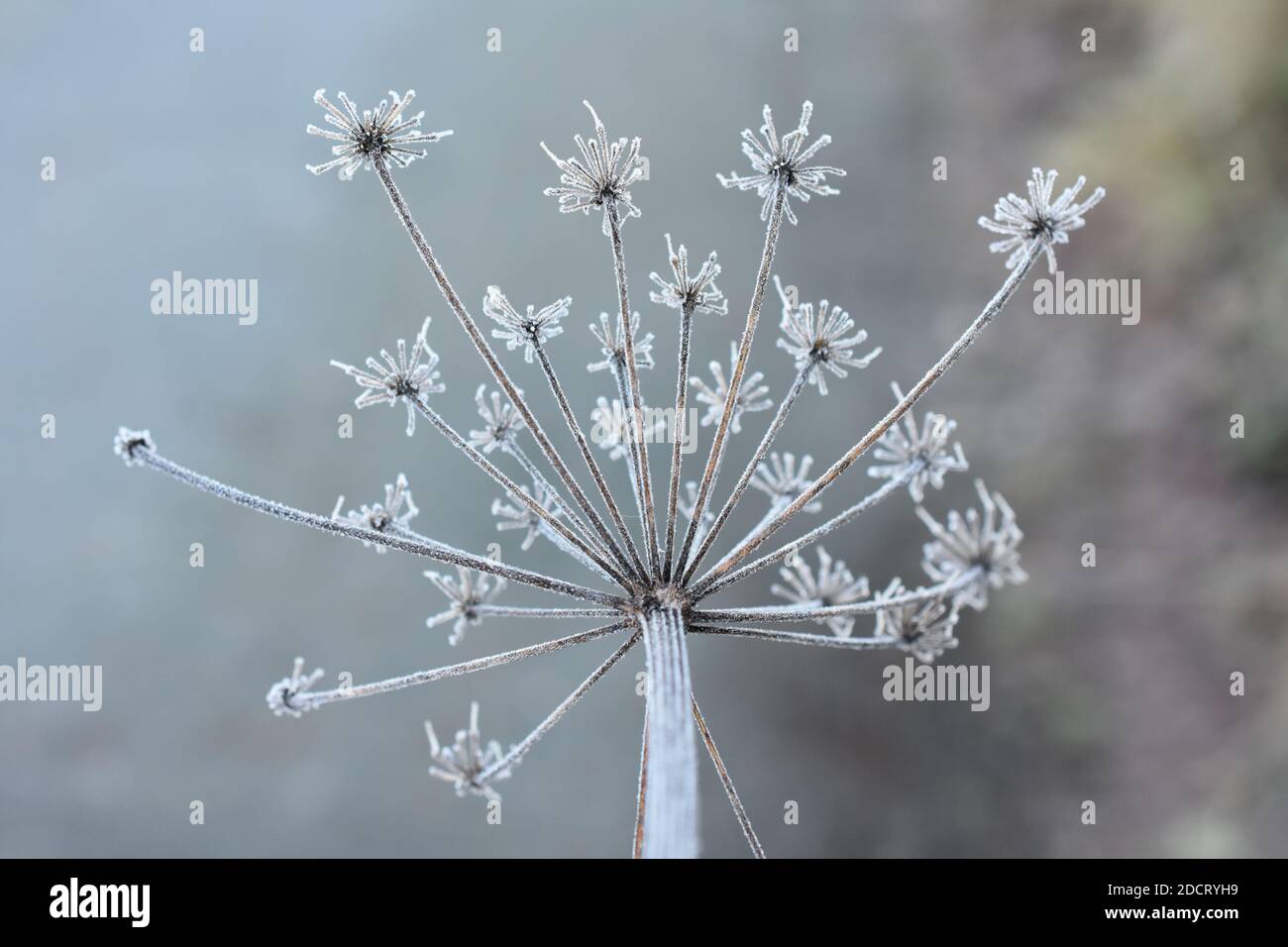 Seed umbel hi-res stock photography and images - Alamy