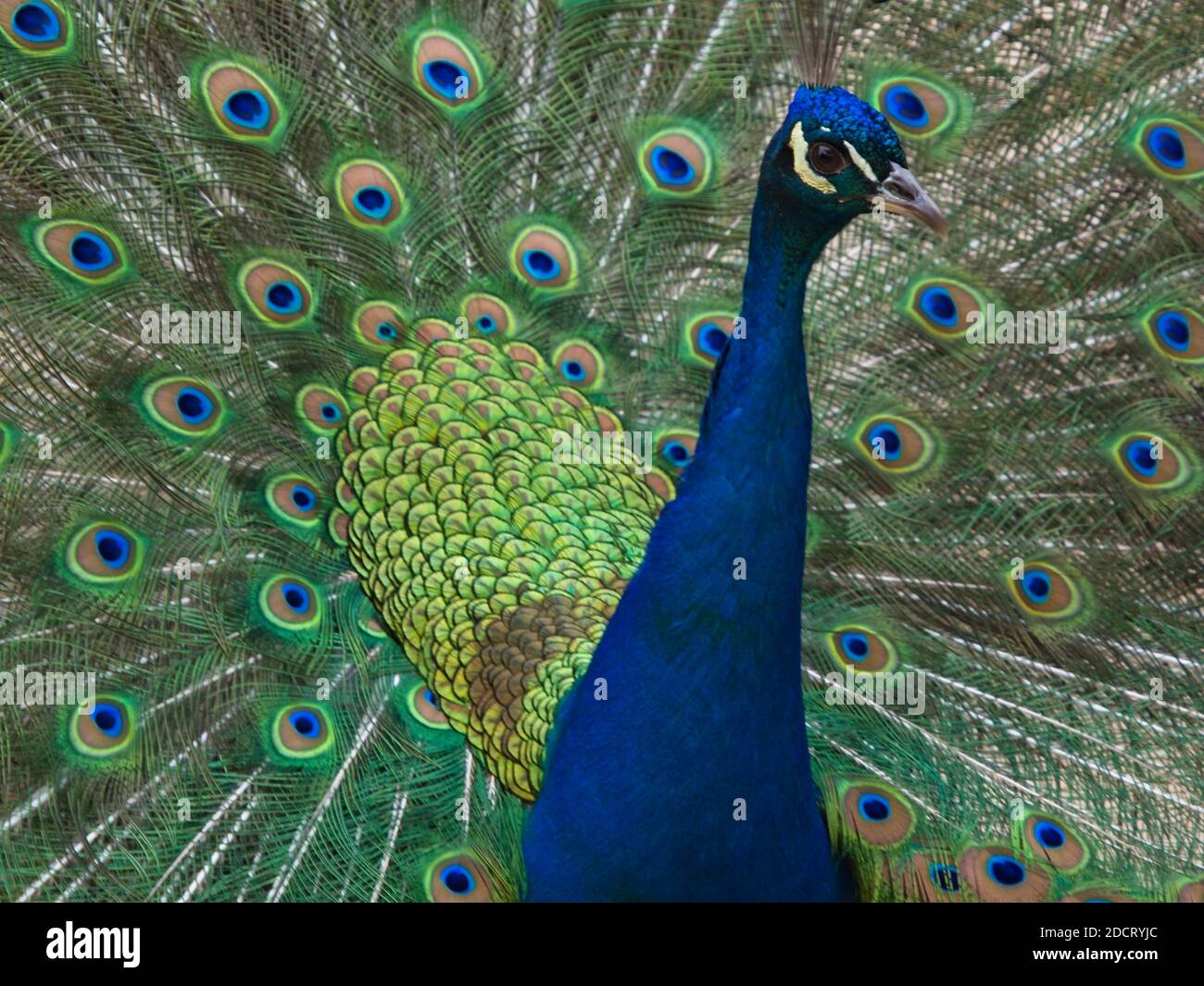 Extraordinary garden hi-res stock photography and images - Alamy