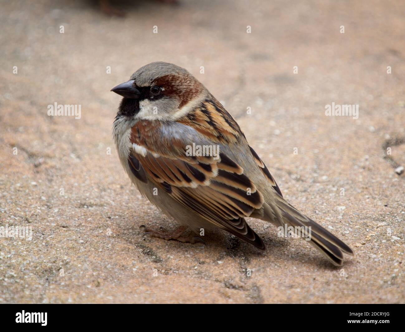 Urban tree sparrow habitat hi-res stock photography and images - Alamy