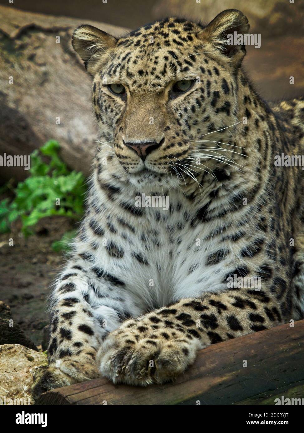 Leopard resting calm with fixed gaze Stock Photo - Alamy