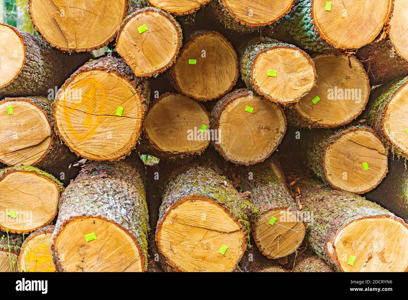 Tagged wood logs stacked up togheter outdoors Stock Photo - Alamy