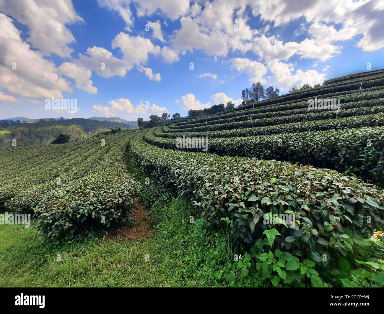 Tea plantation nature landscape in Chiang rai, Thailand Stock Photo - Alamy