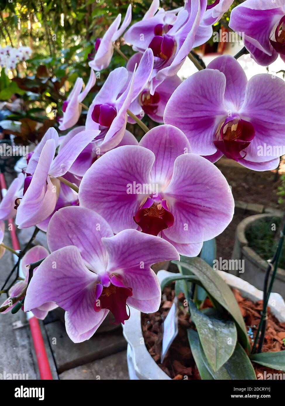 Purple Orchids in the garden Stock Photo - Alamy