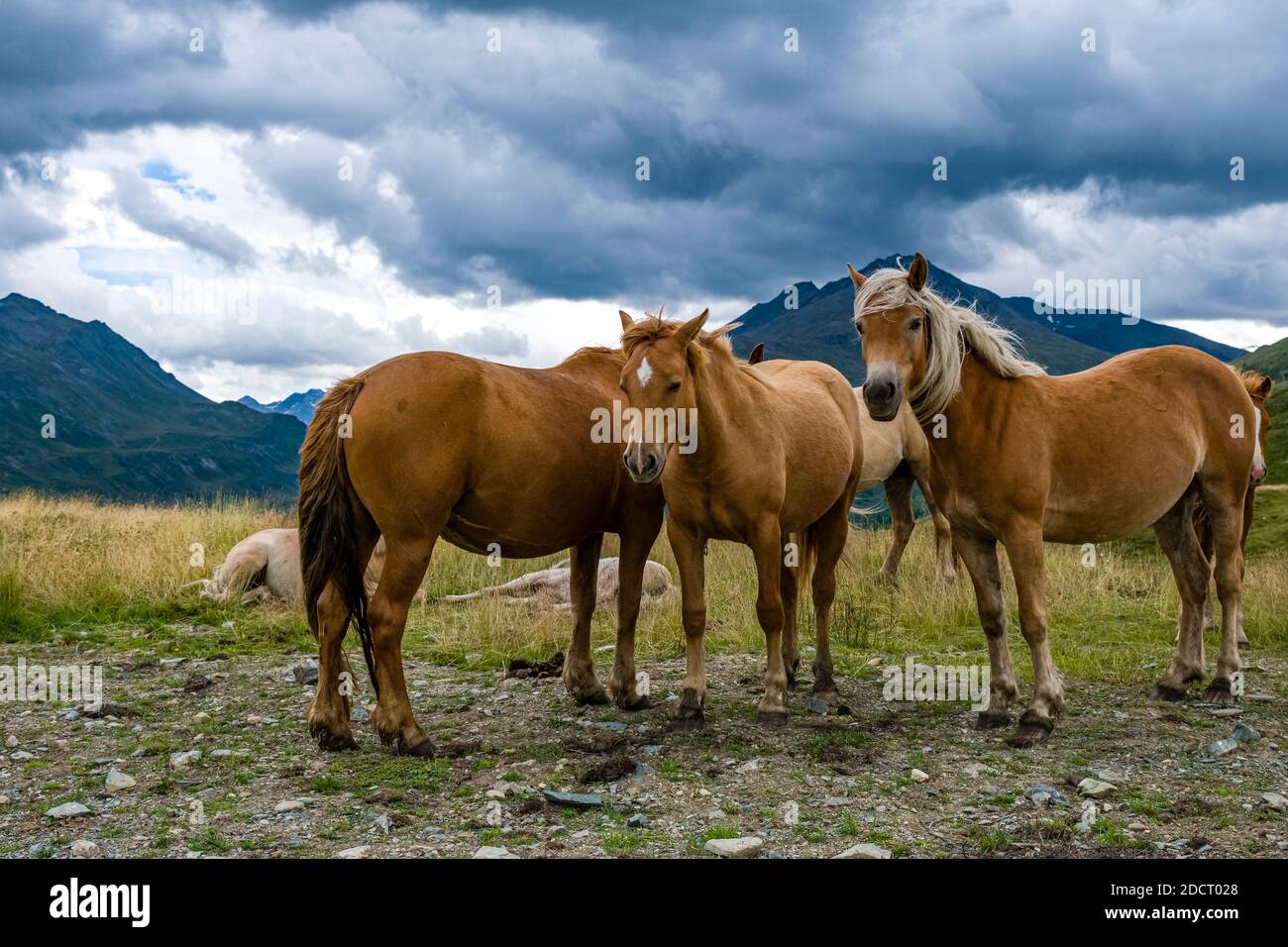 A group of Haflinger horses is grazing on a rocky pasture, green ...