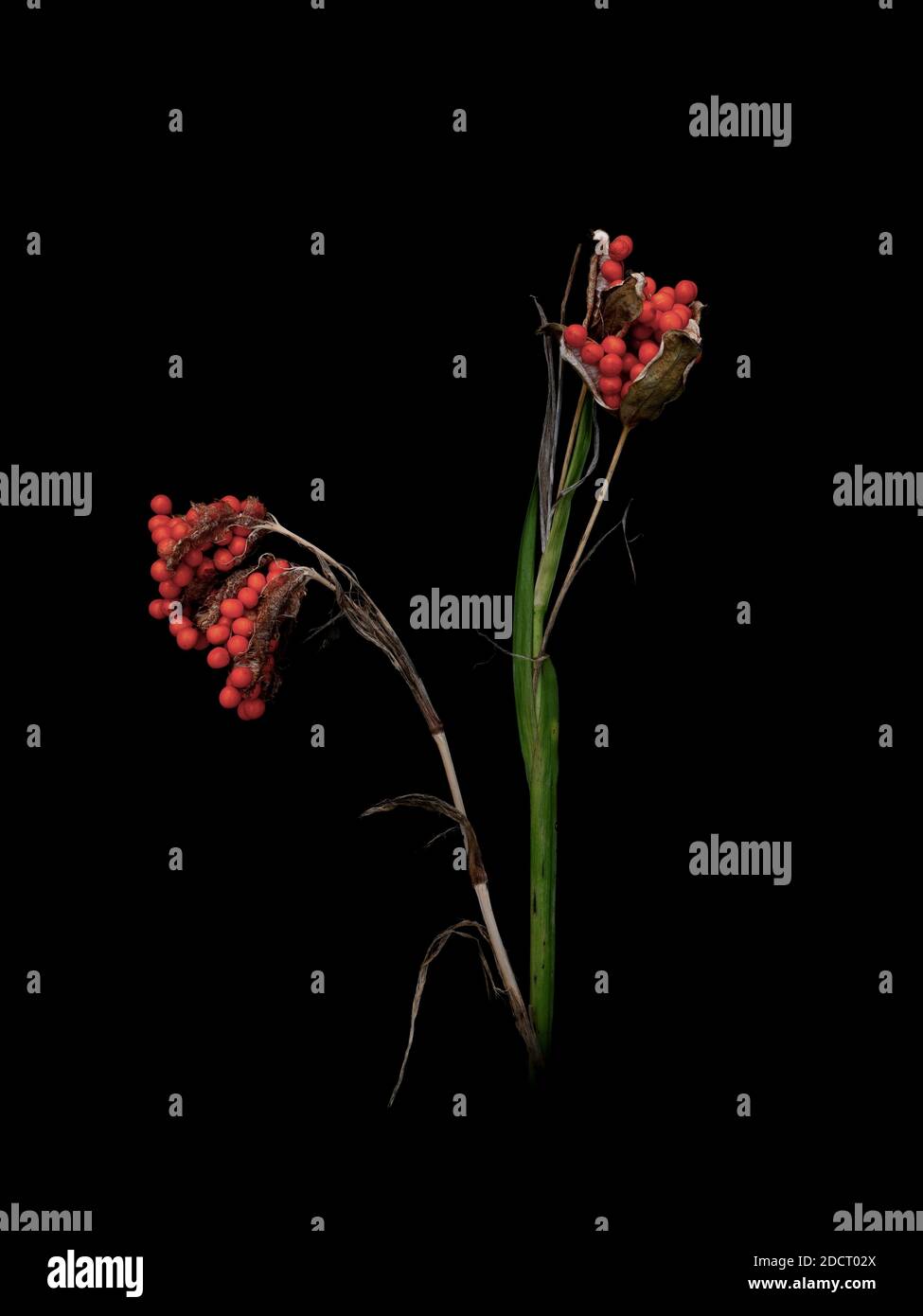 Black red seed pods hi-res stock photography and images - Alamy