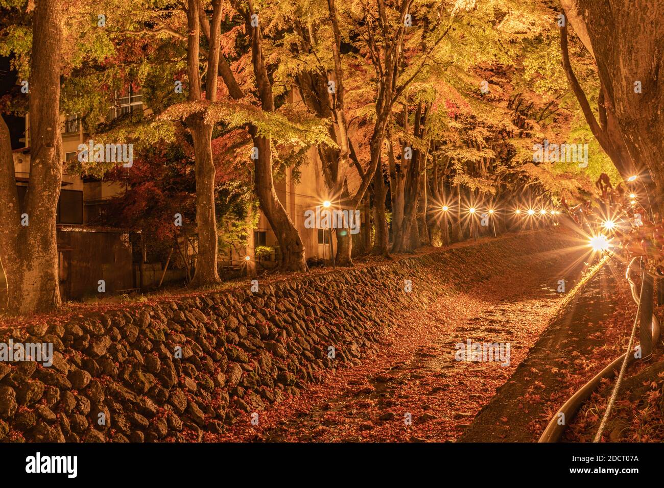 Maple trees light up at night hi-res stock photography and images - Alamy