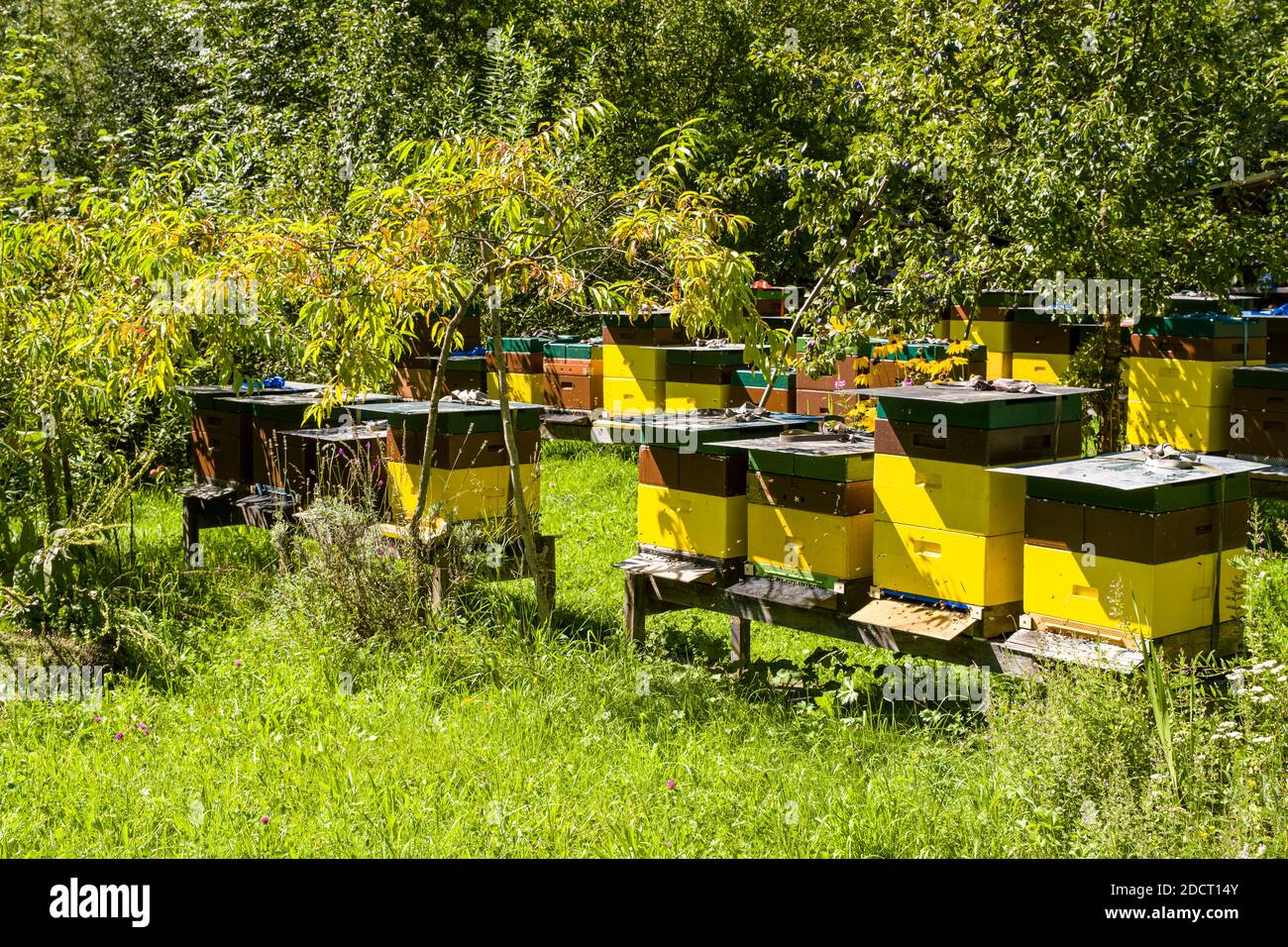 Colorful beehives placed between green trees in a garden Stock Photo ...