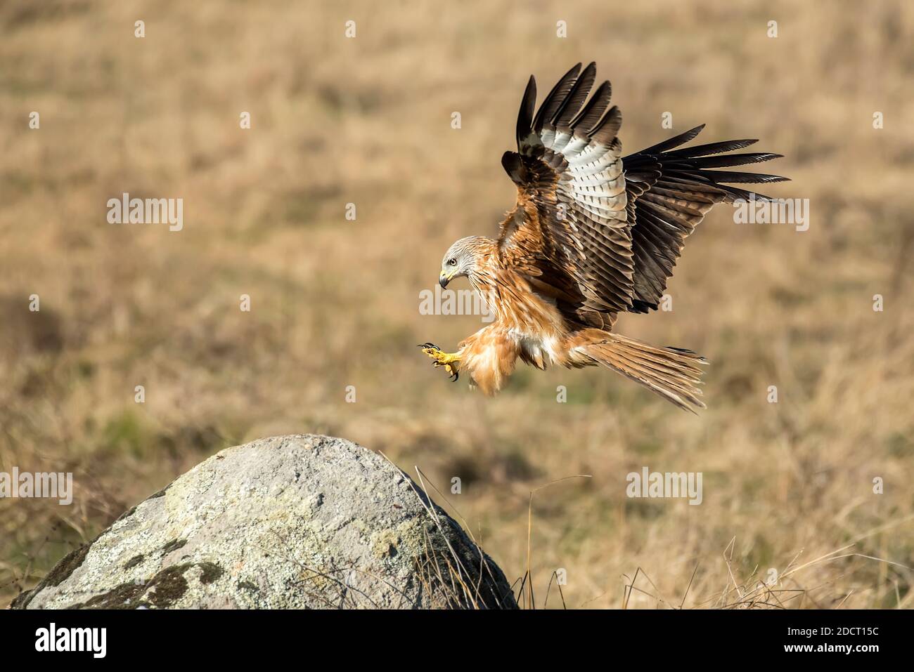 Red kite landing hi-res stock photography and images - Alamy