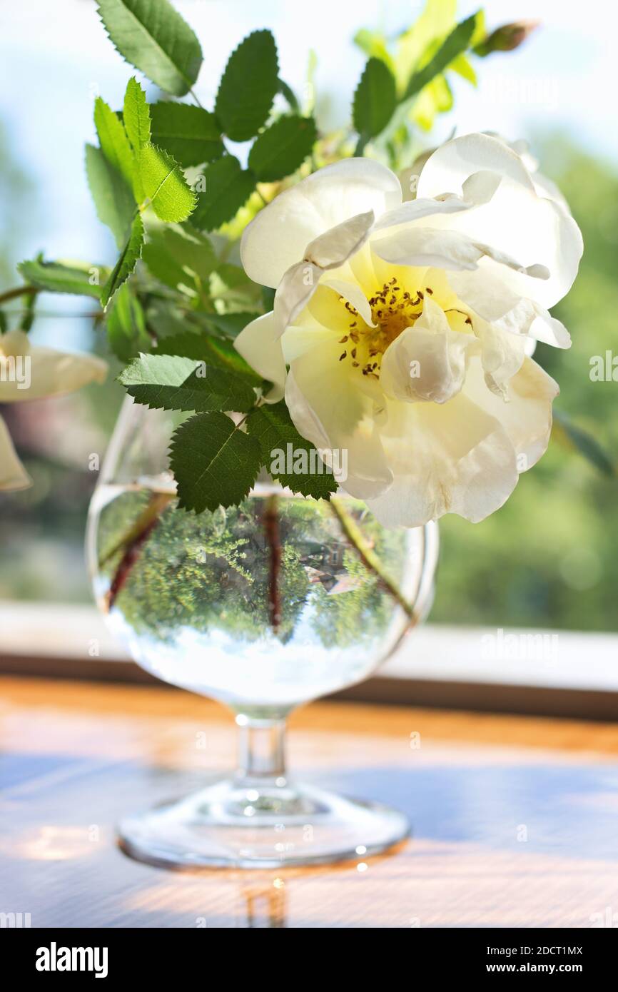 White flower of rose in glass with garden reflection Stock Photo - Alamy