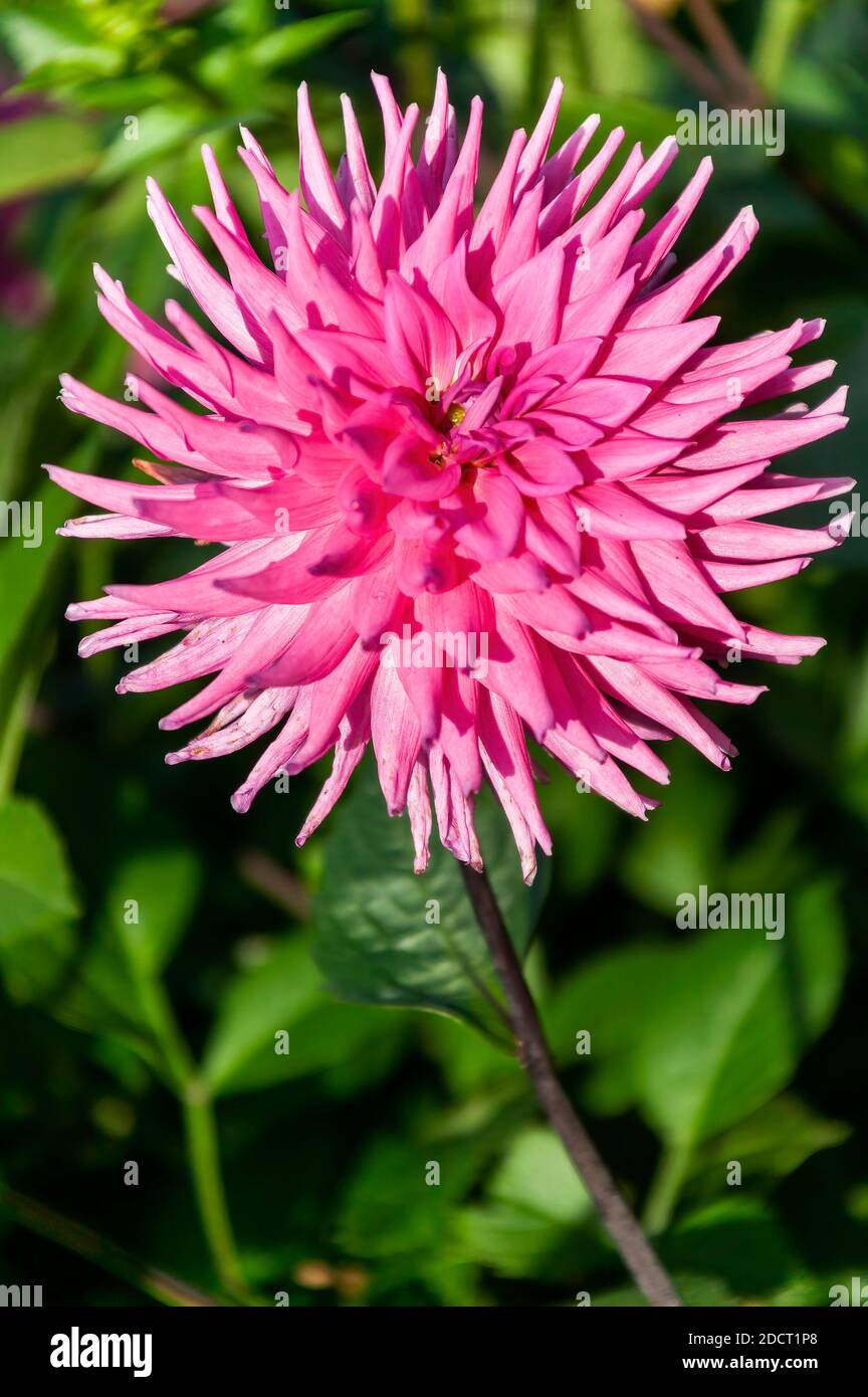 Dahlia 'Parkland Rave' a pink flower summer flower tuber plant, stock ...