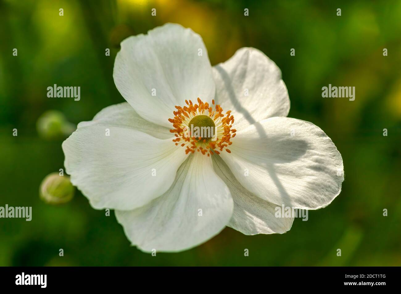 Anemone x hybrida alba hi-res stock photography and images - Alamy