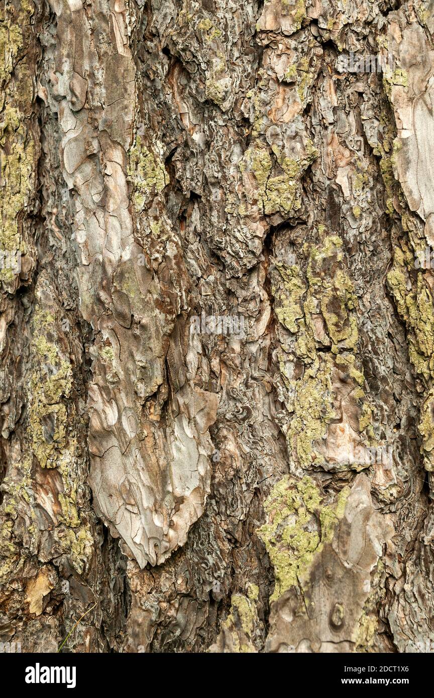 Pinus nigra subsp 'Nigra' brown tree bark macro close up texture ...