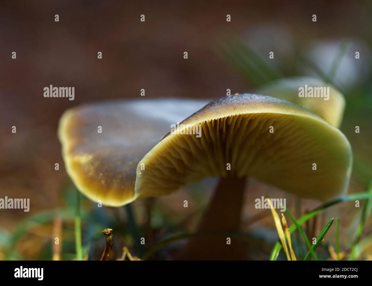 Ground fungus hi-res stock photography and images - Alamy