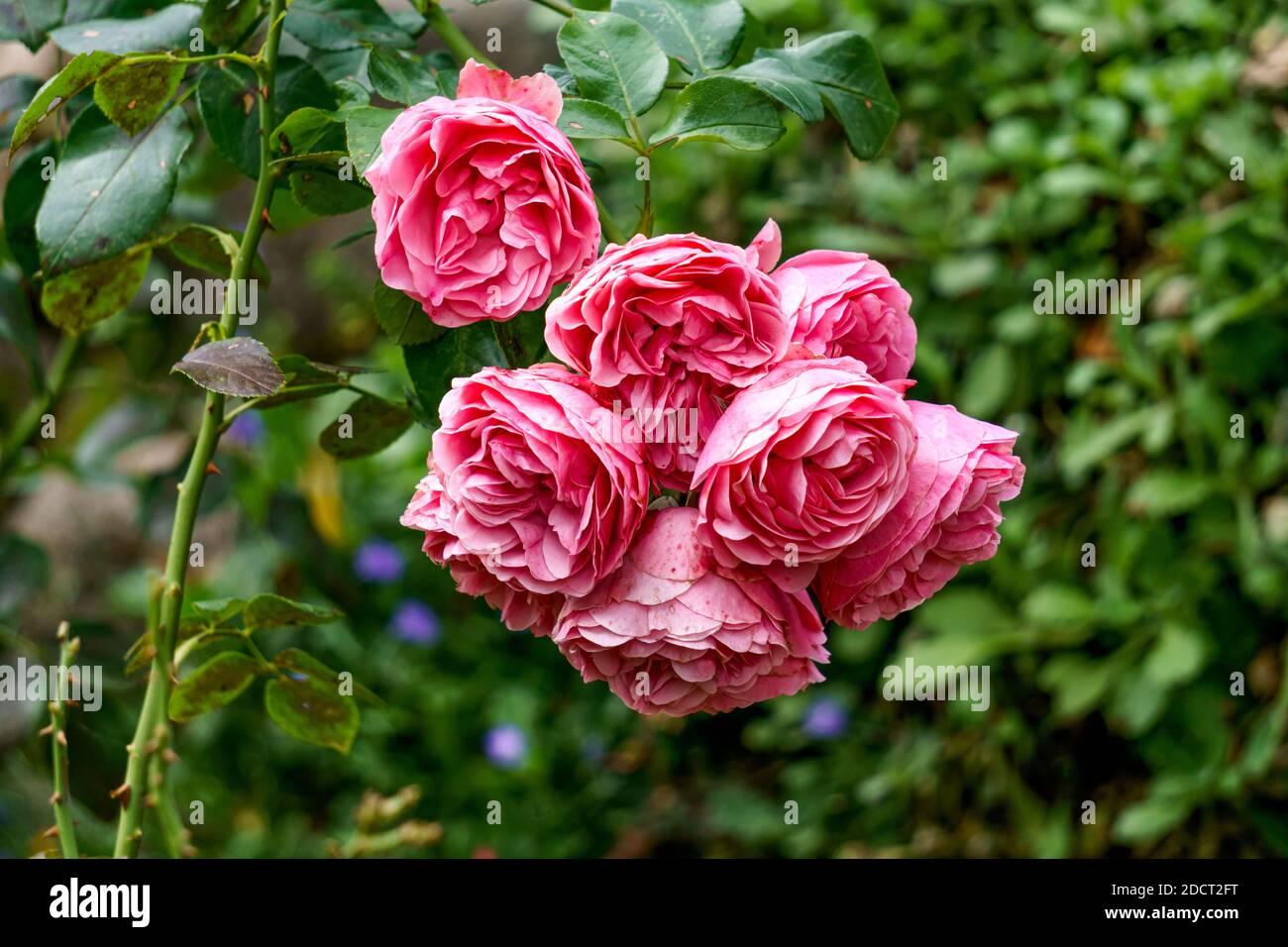 Beautiful pink rosebuds in full bloom on a branch Stock Photo - Alamy