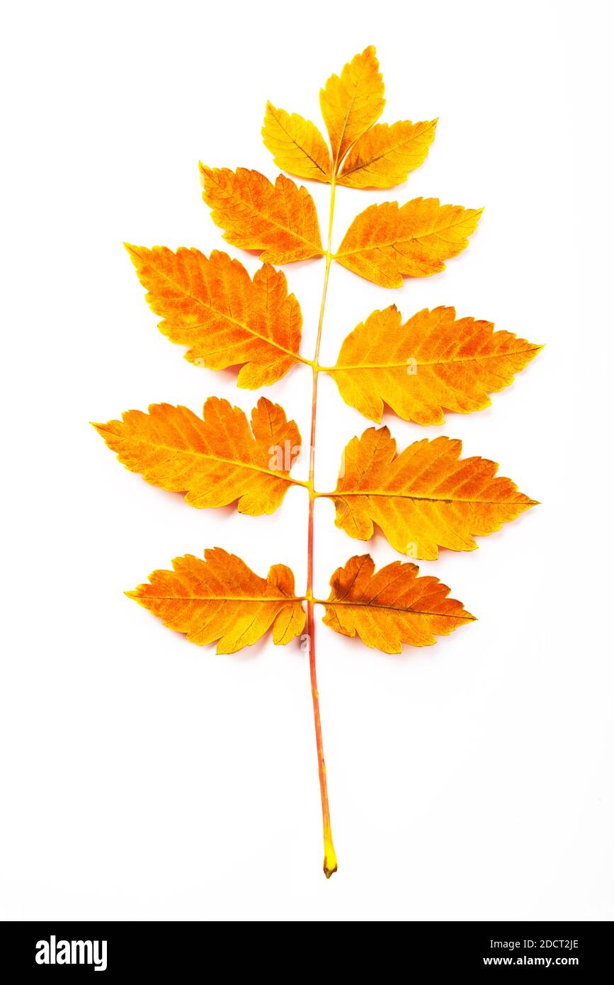 Orange leaf detail Cut Out Stock Images & Pictures - Alamy