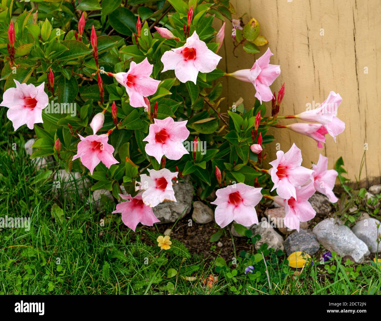 Mandeville bell, funnel-shaped flower outdoors in the garden in summer ...