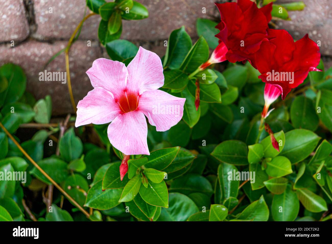 Mandeville bell, funnel-shaped flower outdoors in the garden in summer ...