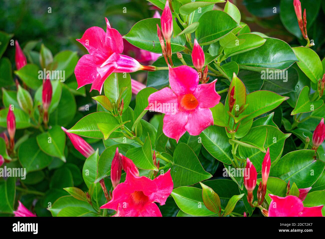 Funnel shaped flower hi-res stock photography and images - Alamy