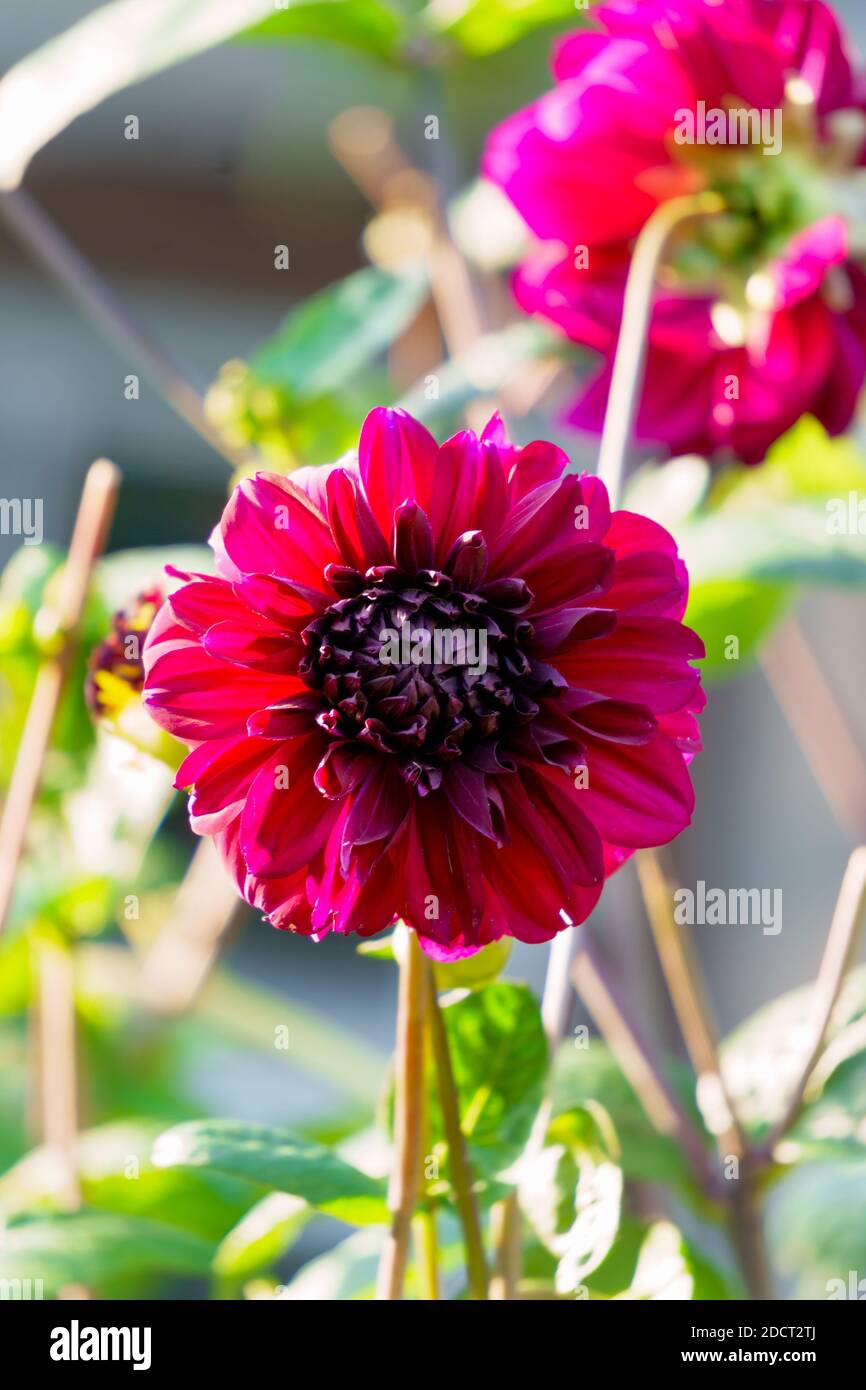 Burgundy red dahlia flower in a flower bed, in the rays of the sun ...