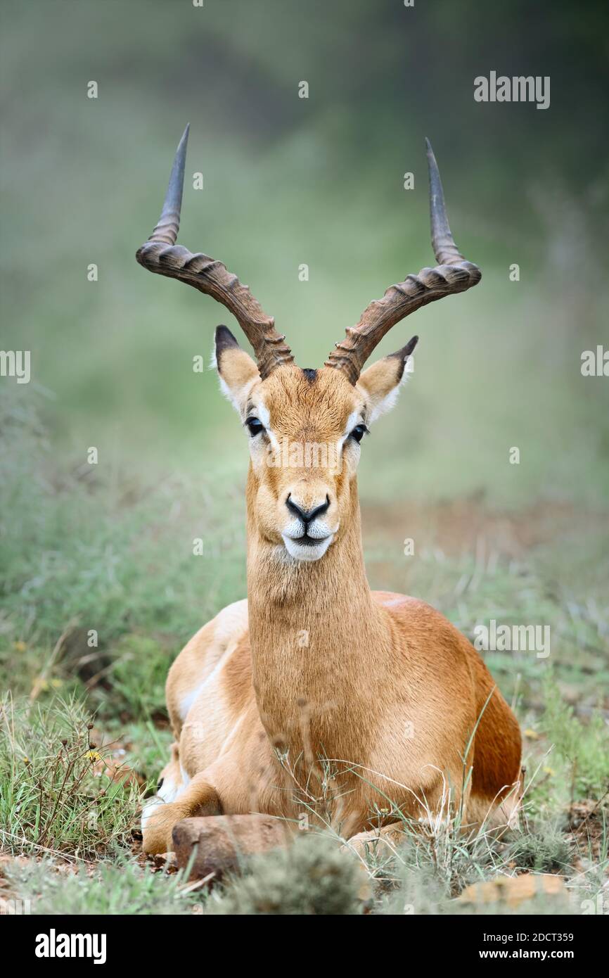 Male adult impala close-up portrait resting by laying down facing the ...