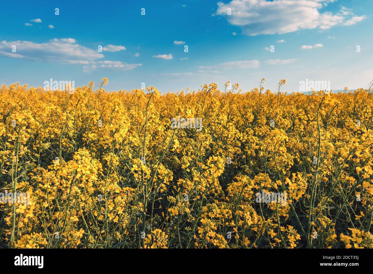 Beautiful blooming rapeseed field against blue sky in springtime ...