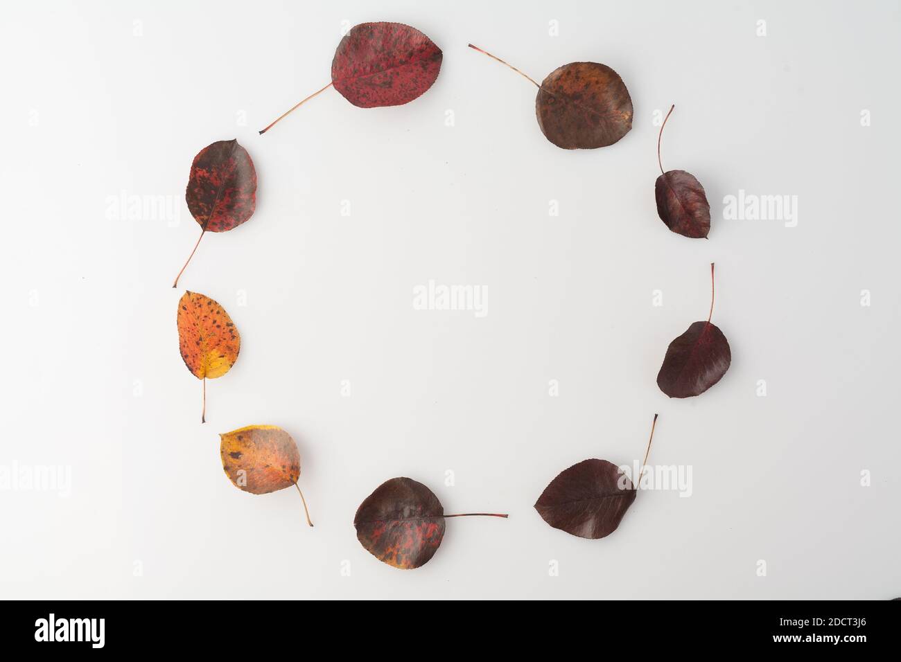 Autumn white background with yellow leaves and blank space ...