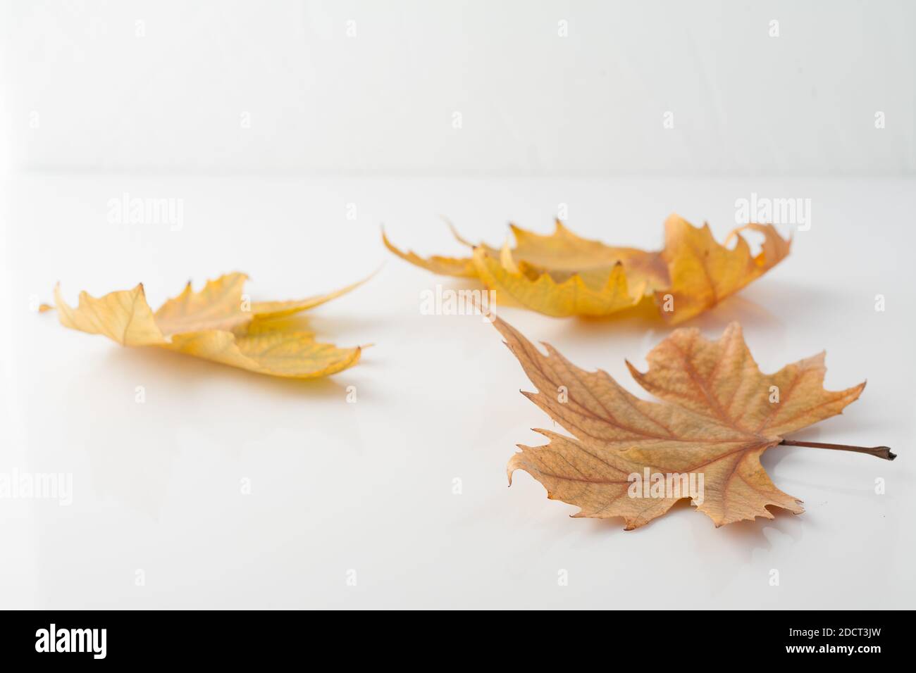 Autumn white background with yellow leaves and blank space ...