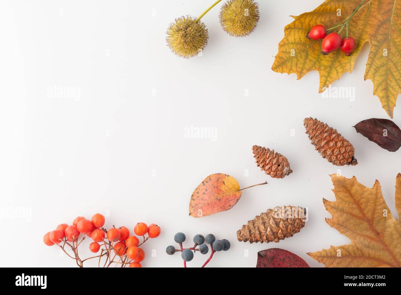 Autumn white background with yellow leaves and blank space ...