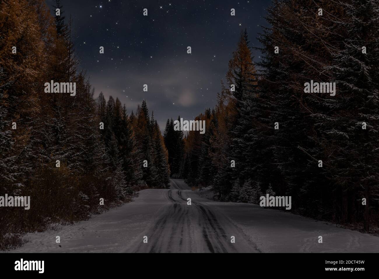 Moonlight through trees hi-res stock photography and images - Alamy