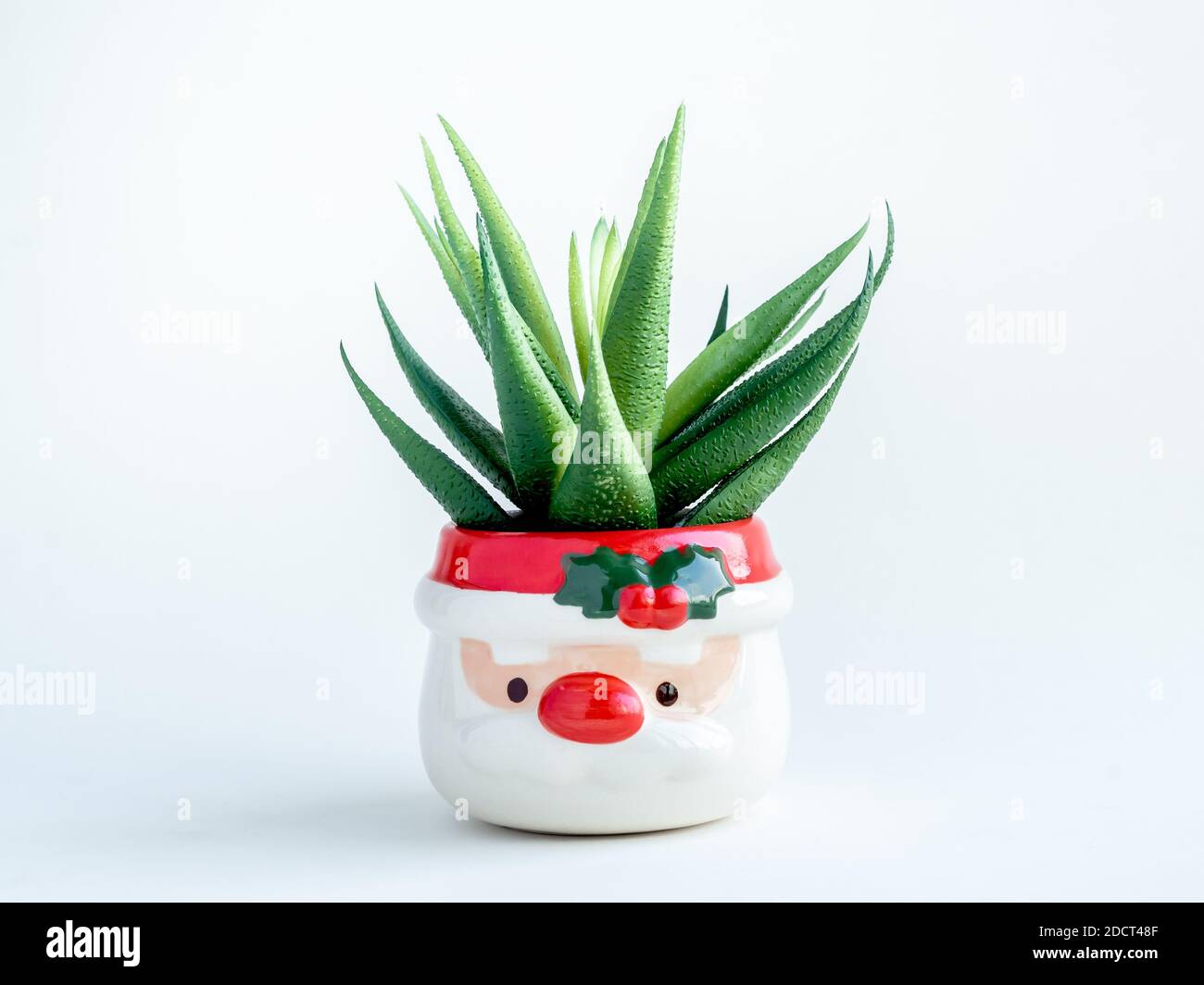 Christmas object concept, green succulent plant in cute Santa Claus ...