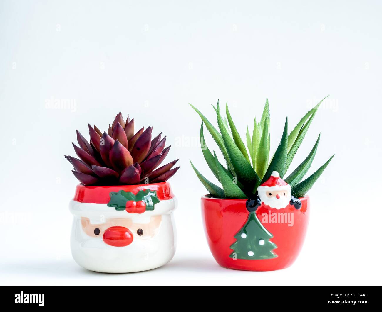 Christmas object concept, green and red succulent plants in cute Santa ...