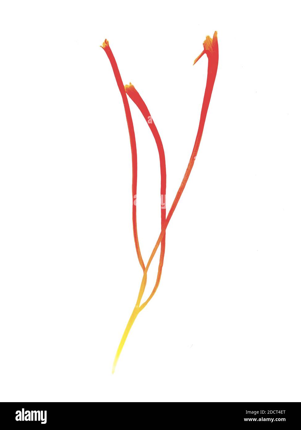 Stigma Cut Out Stock Images & Pictures - Alamy