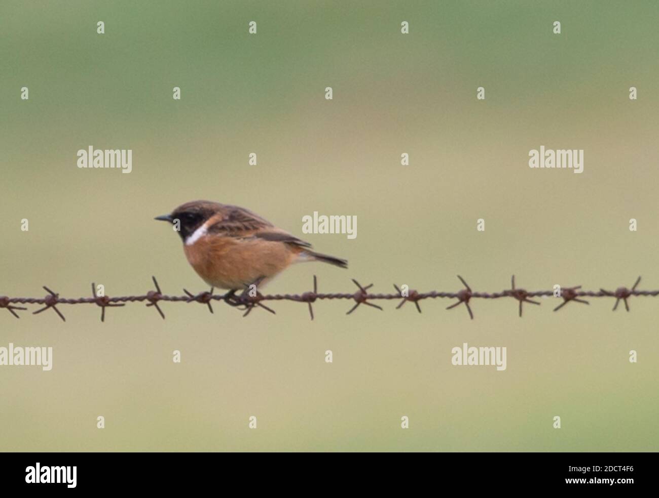 A closeup shot of European robin Stock Photo - Alamy