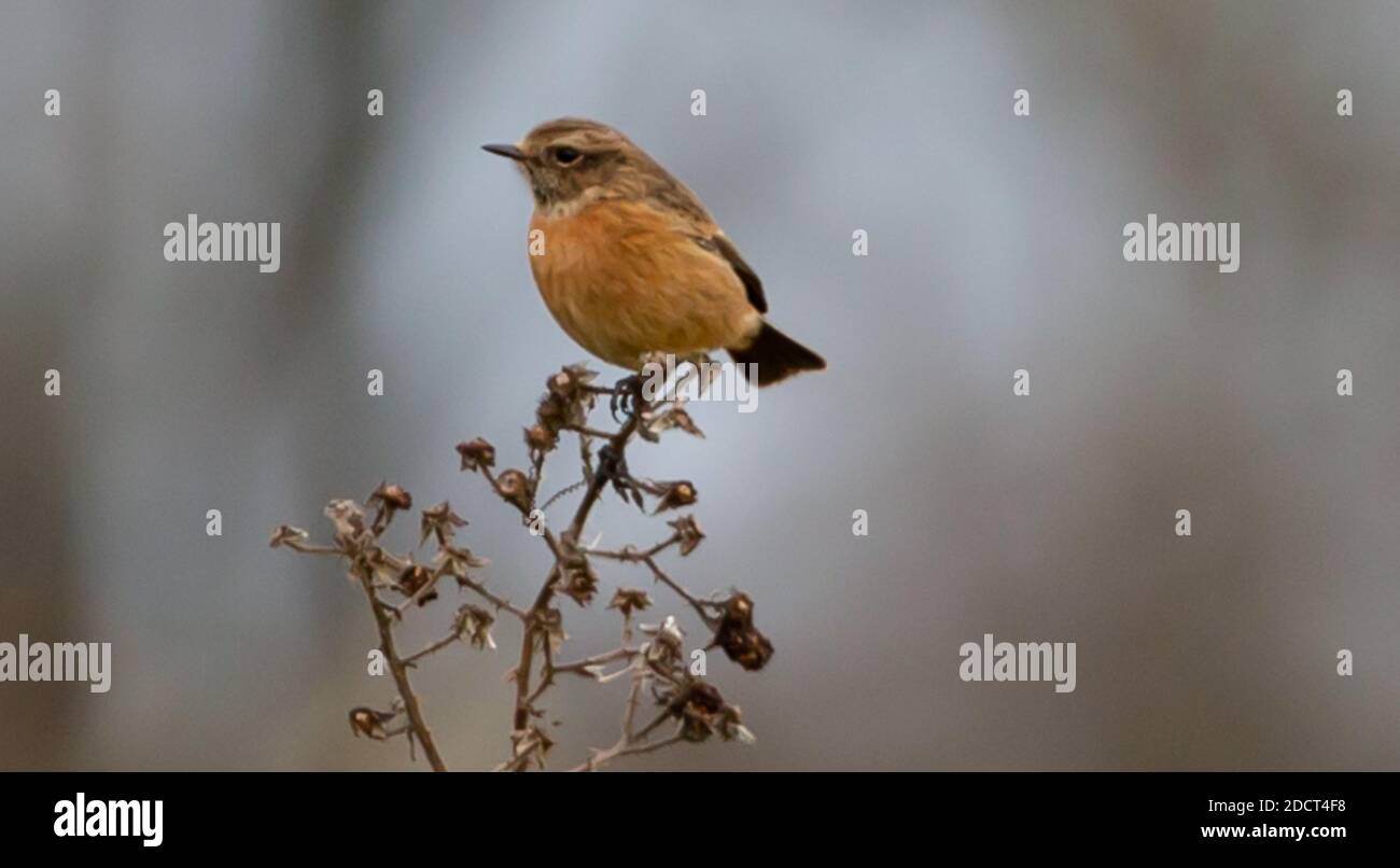 A closeup shot of European robin Stock Photo - Alamy