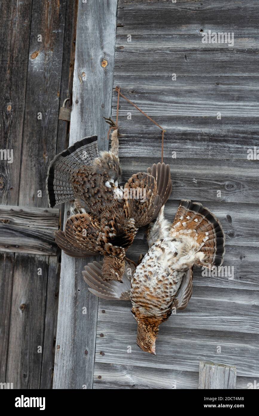 Dead ruffed hi-res stock photography and images - Alamy