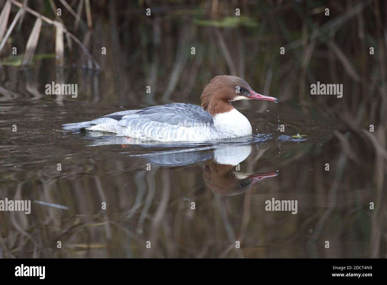 Common merganser/Goosander female (Mergus merganser Stock Photo - Alamy