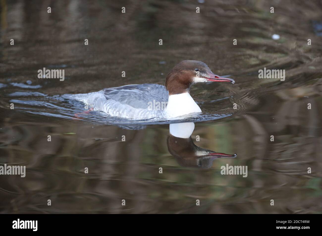Common merganser/Goosander female (Mergus merganser Stock Photo - Alamy