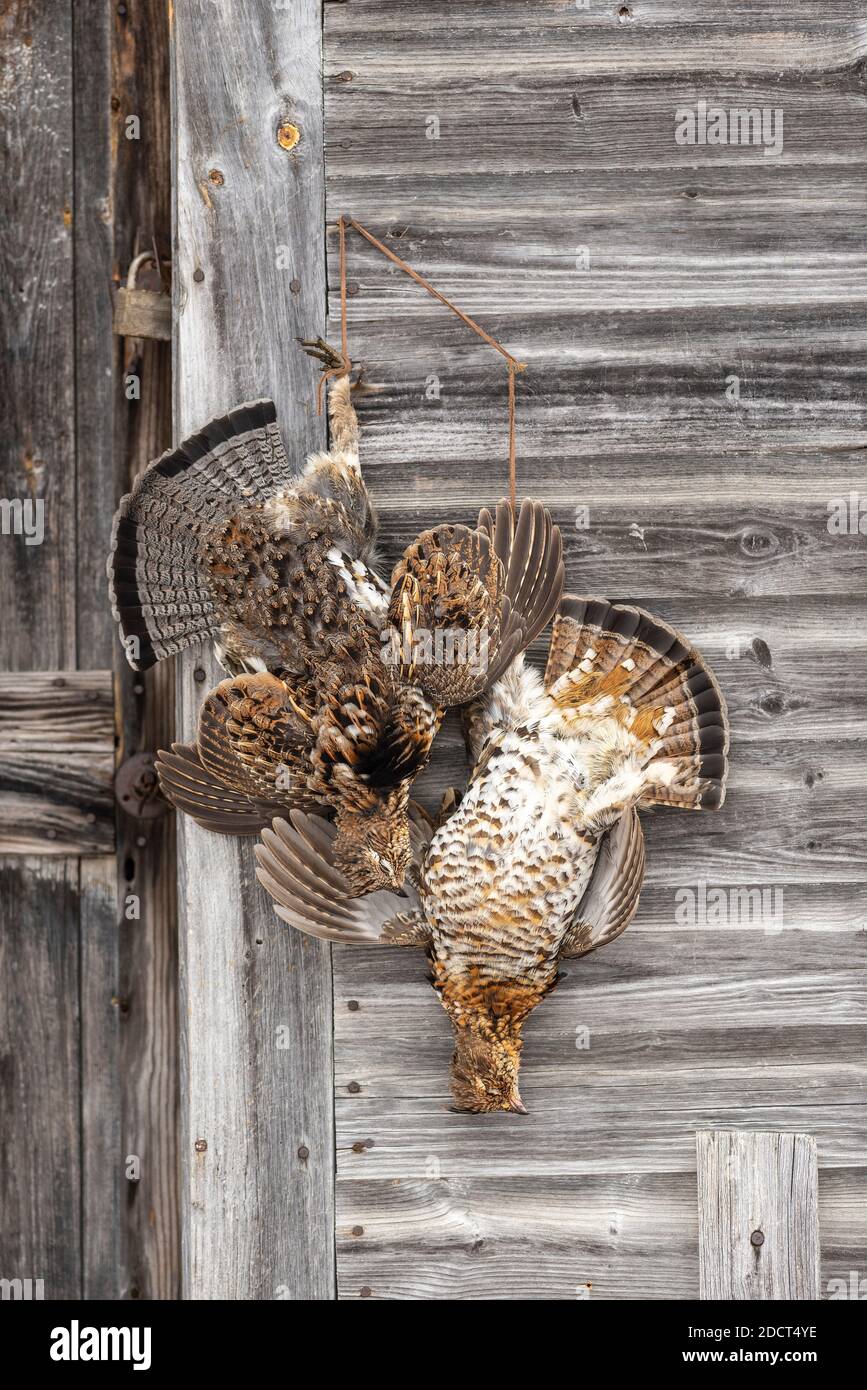 Dead ruffed hi-res stock photography and images - Alamy