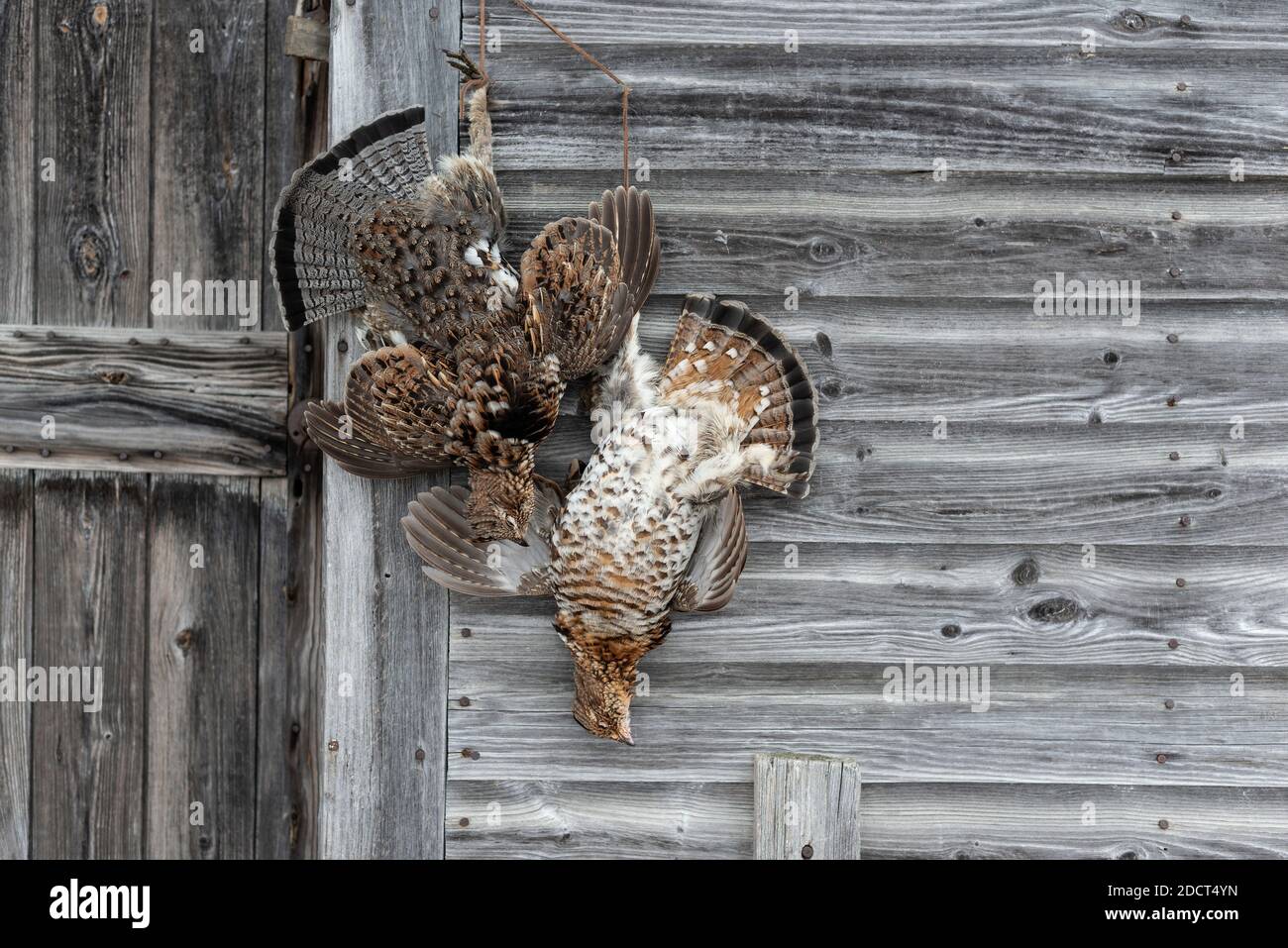Dead ruffed hi-res stock photography and images - Alamy