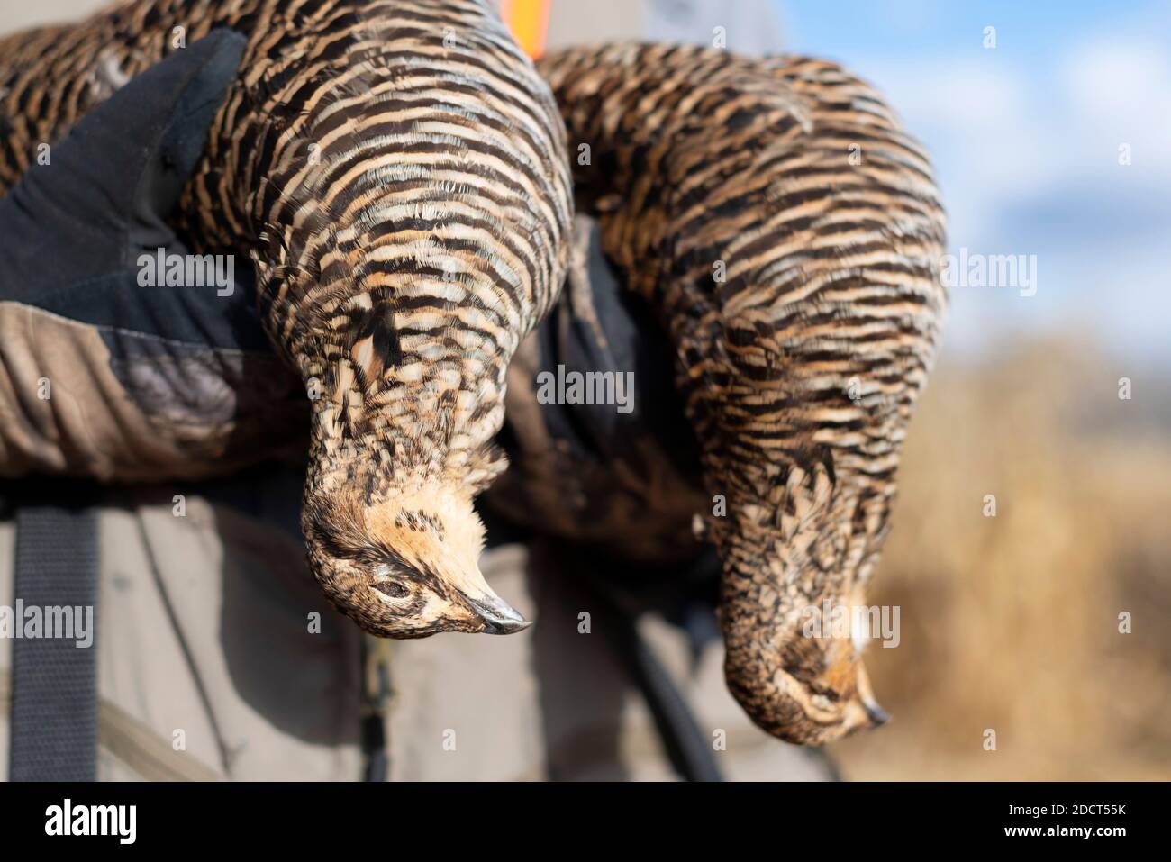 Prairie chicken hi-res stock photography and images - Alamy