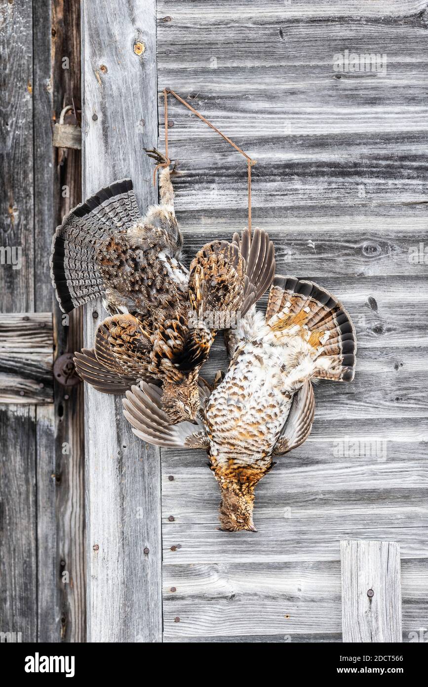 Dead ruffed grouse hi-res stock photography and images - Alamy