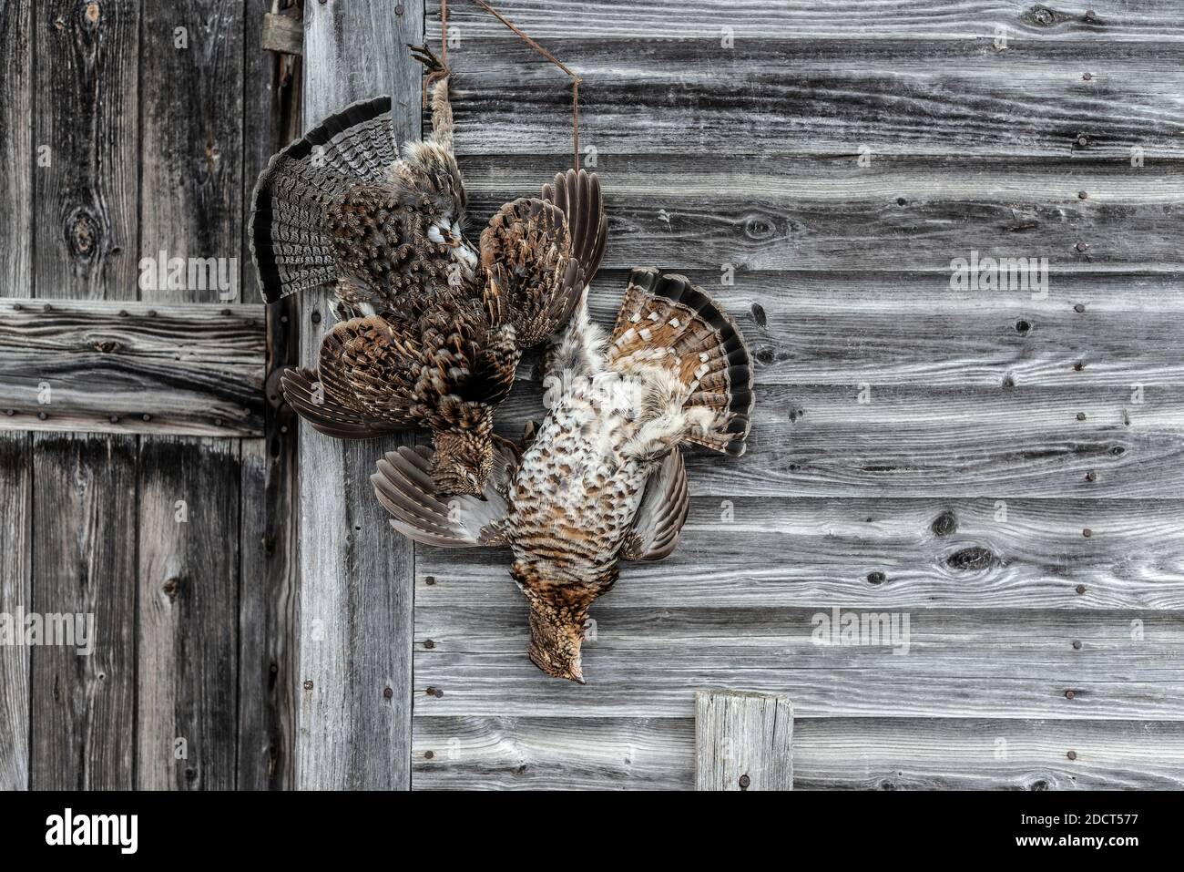 Ruffed Grouse hunting Stock Photo - Alamy