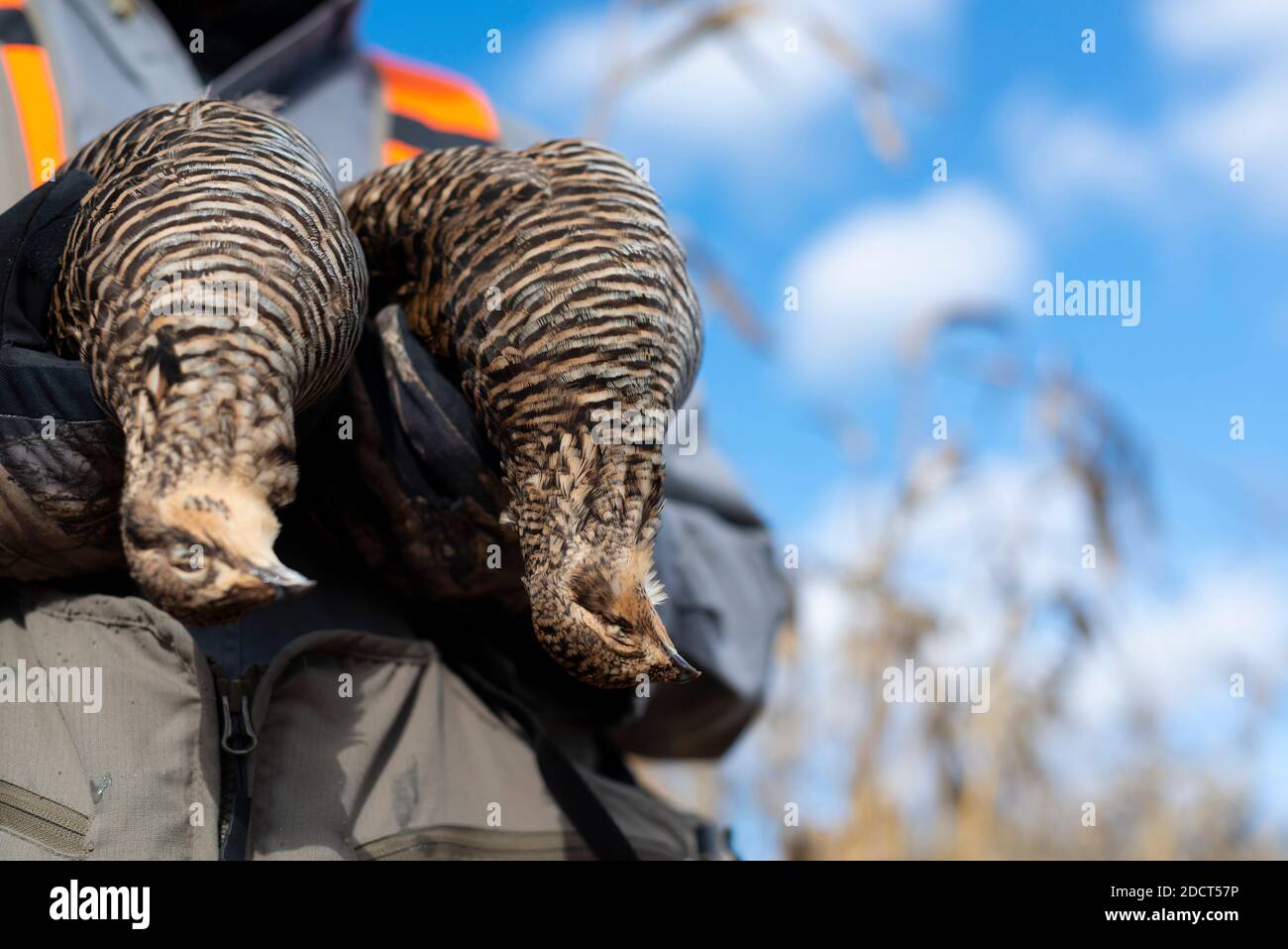 Prairie Chicken Hunting in Kansas Stock Photo - Alamy
