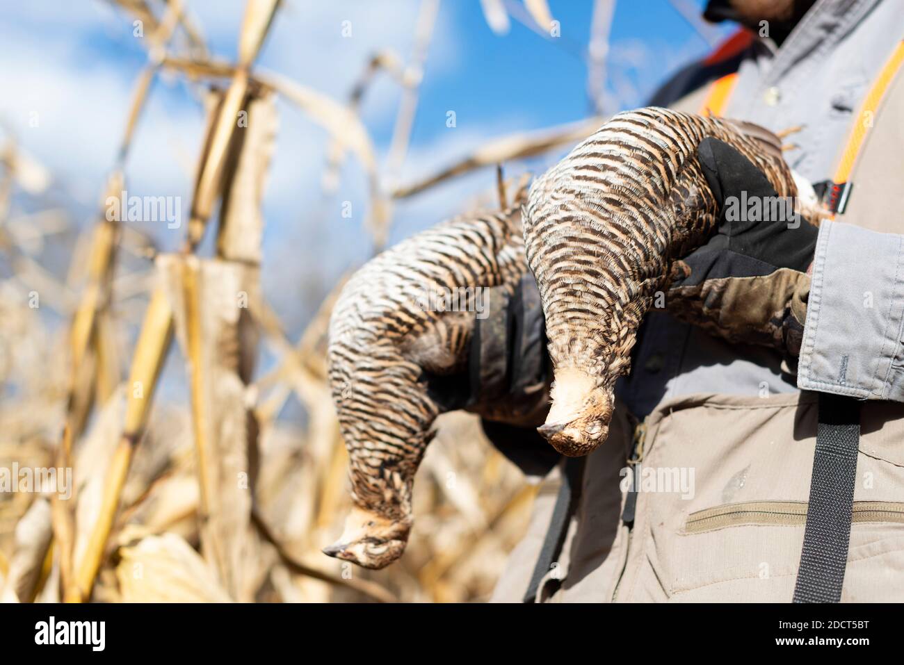 Prairie Chicken Hunting in Kansas Stock Photo - Alamy