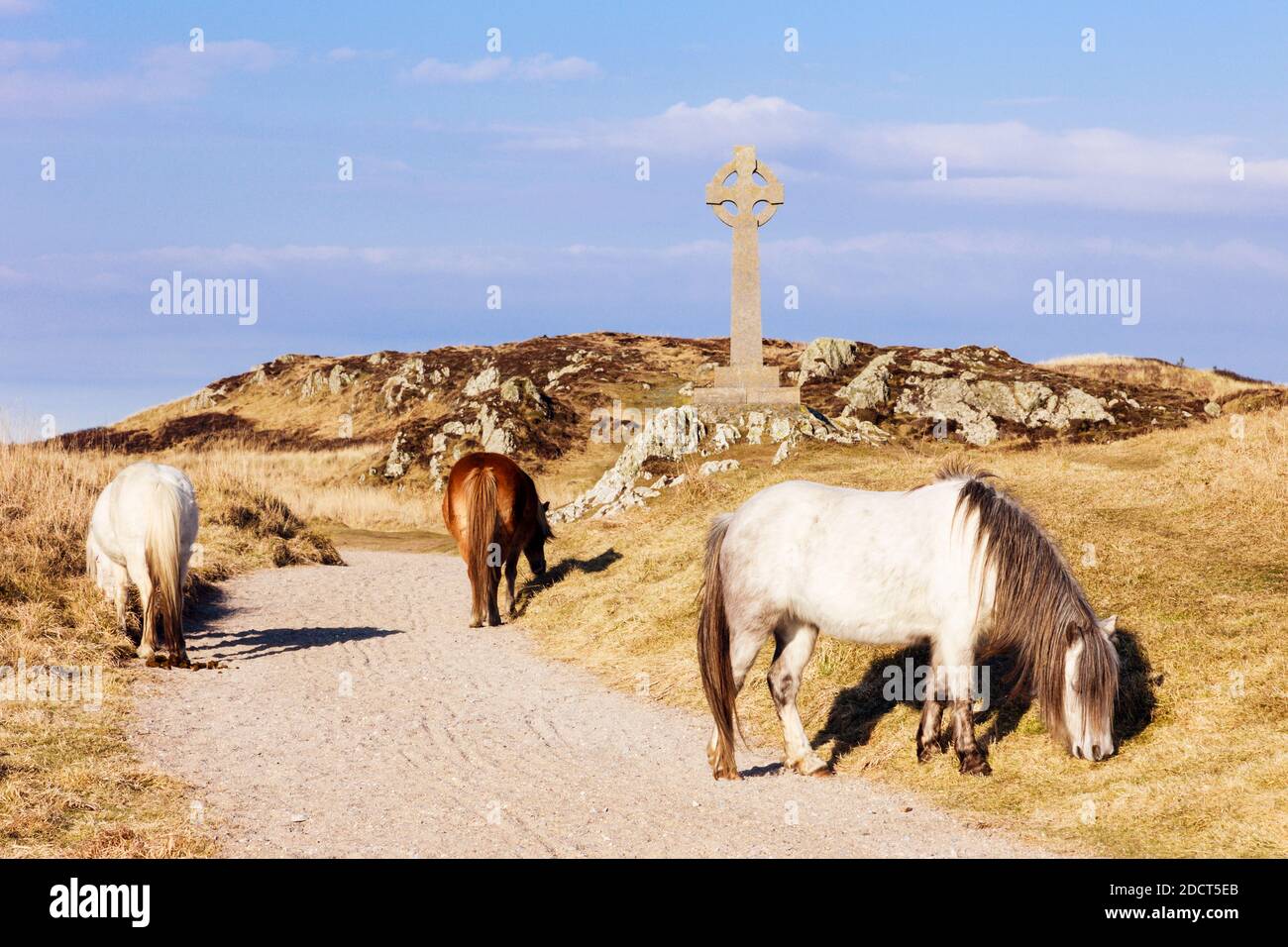 Welsh Mountain Ponies by Celtic cross in National Nature Reserve ...