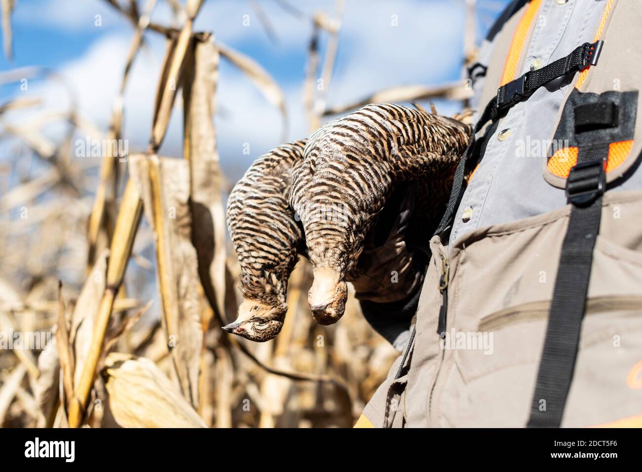 Prairie Chicken Hunting in Kansas Stock Photo - Alamy